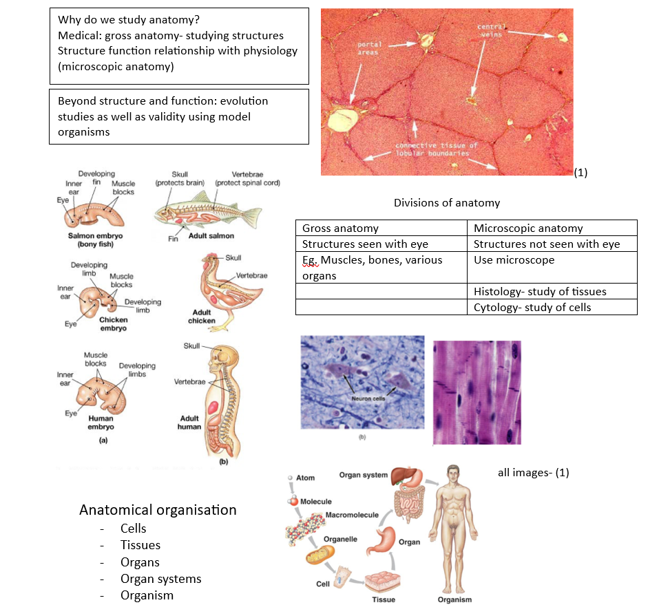 Human Anatomy Lecture Notes Anatomy And Physiology Course With Lesson